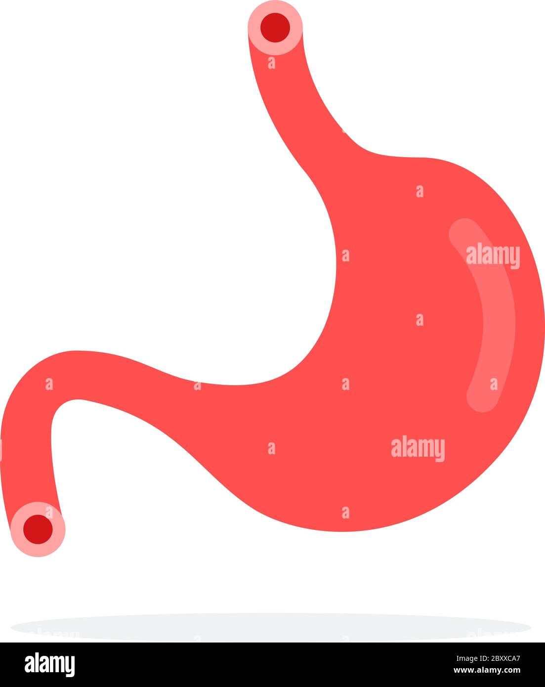 Human stomach vector flat material design isolated object on white ...