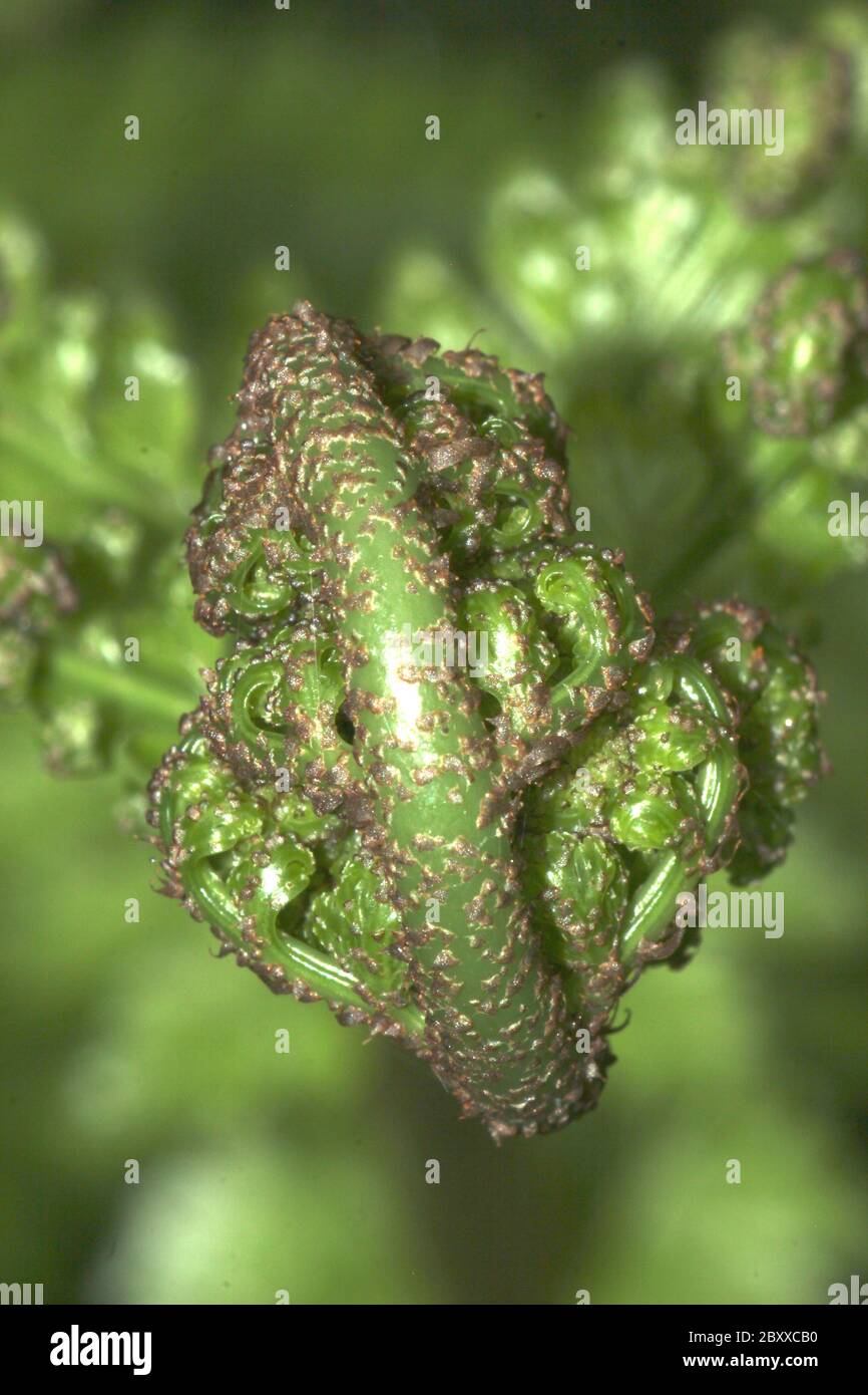 Crown fern (Blechnum discolor Stock Photo - Alamy