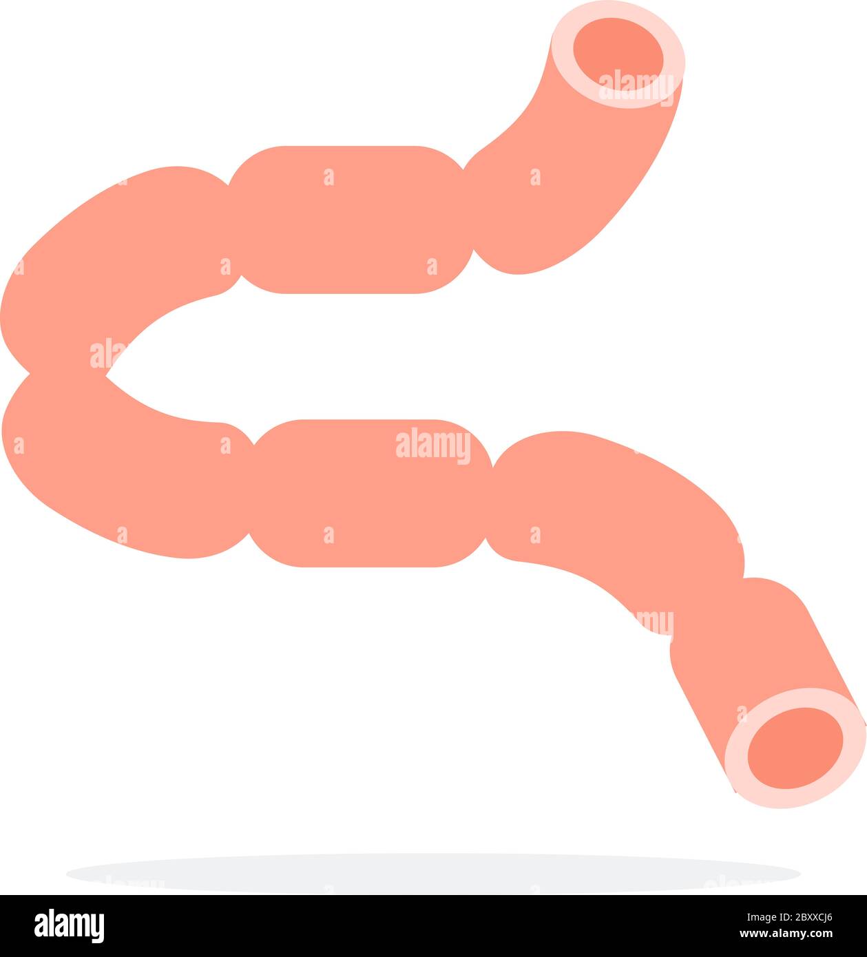 Human intestines vector flat material design isolated object on white ...