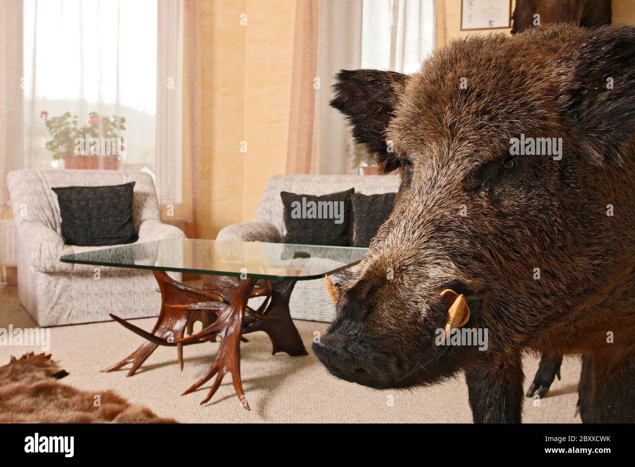 Room of the boar hi-res stock photography and images - Alamy