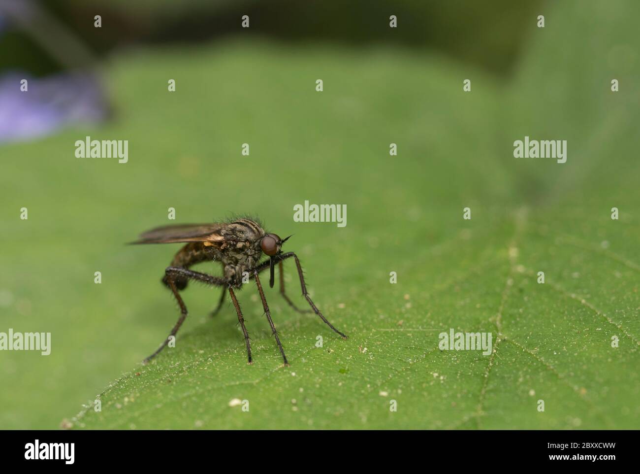 Empis hi-res stock photography and images - Alamy