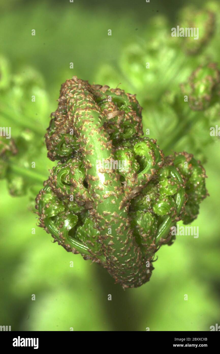 Crown fern (Blechnum discolor Stock Photo - Alamy