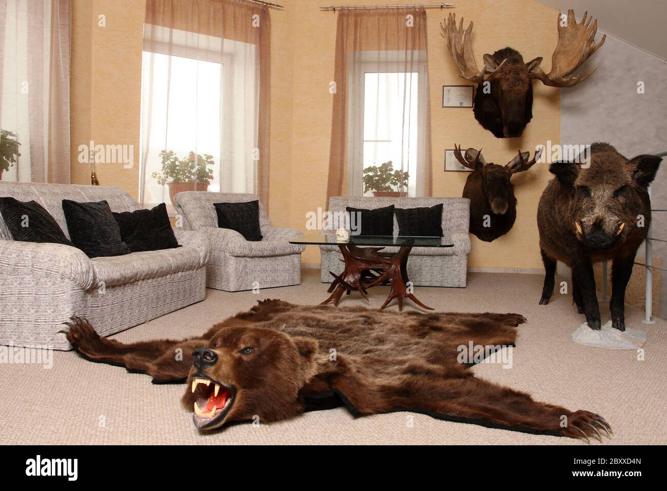 Room of the boar hi-res stock photography and images - Alamy