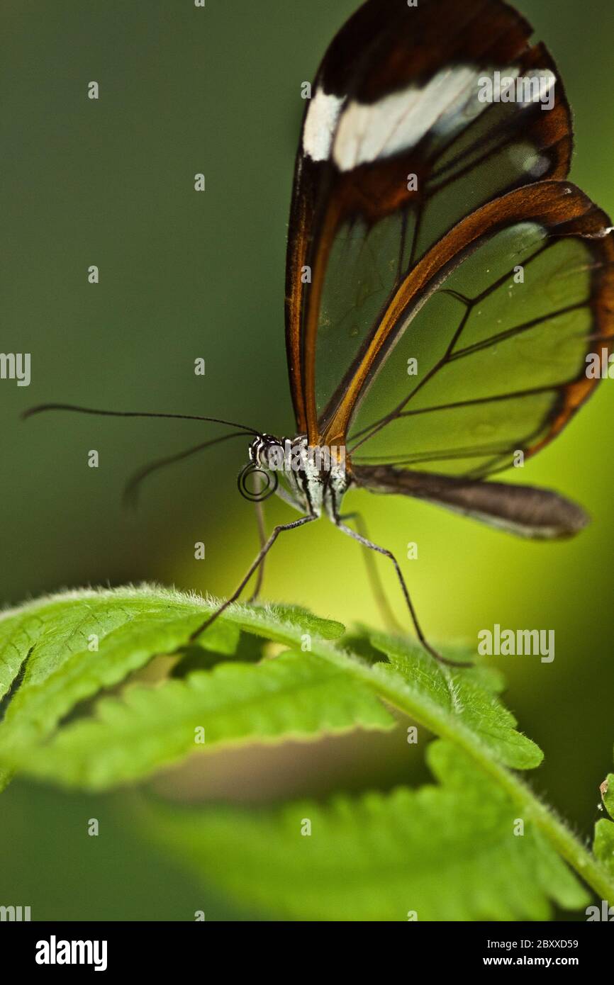 Clearwing Butterfly High Resolution Stock Photography and Images - Alamy