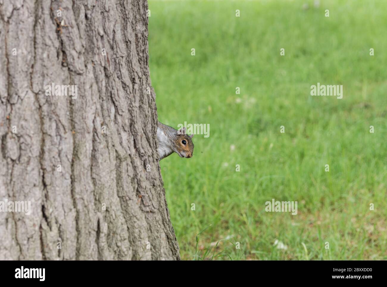 Peering around tree hi-res stock photography and images - Alamy
