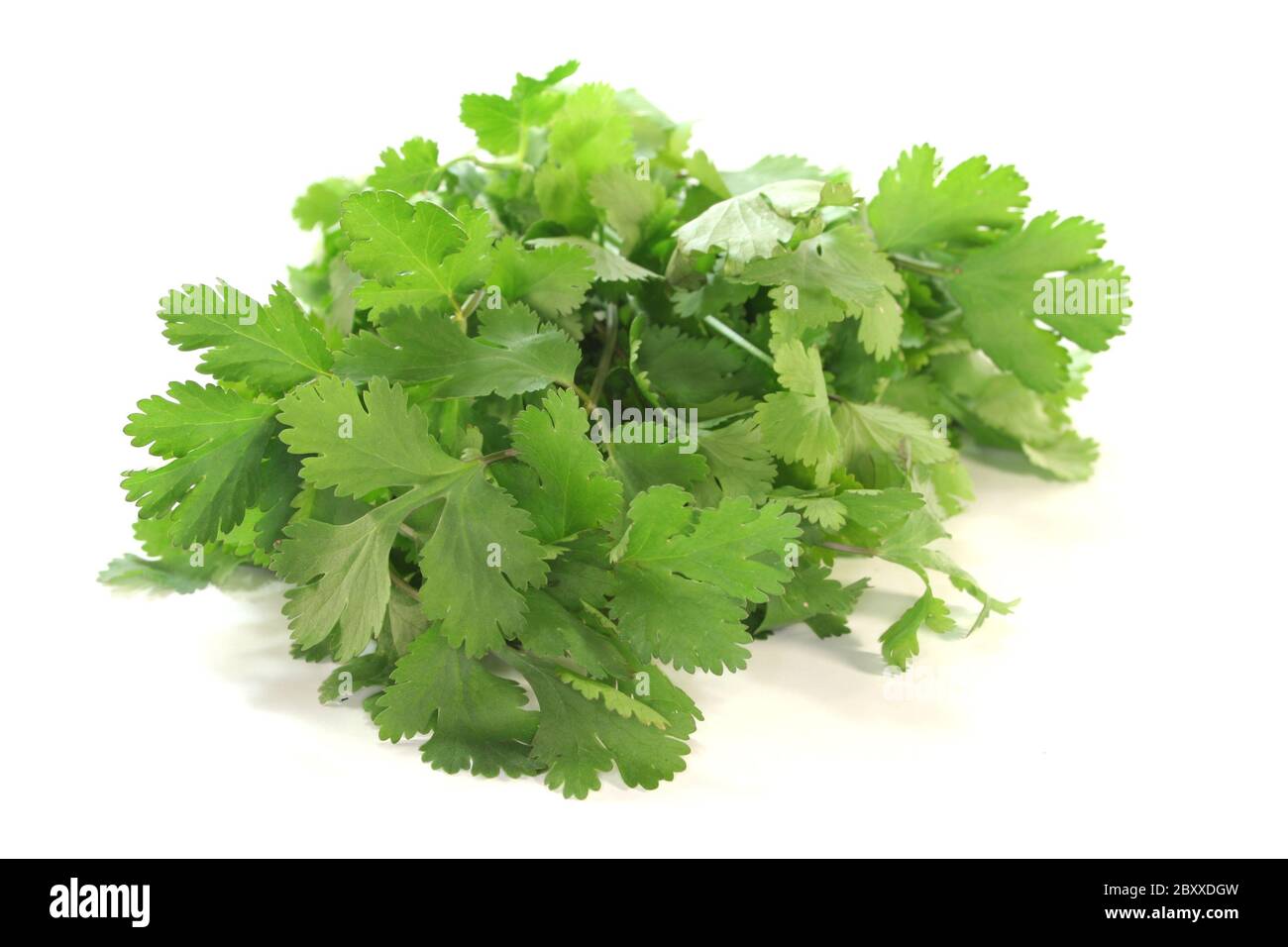 Potted coriander hi-res stock photography and images - Alamy