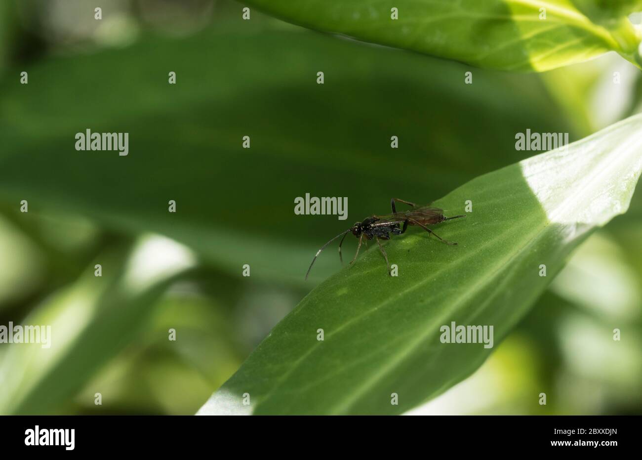 Parasitic wasp on leaf hi-res stock photography and images - Alamy