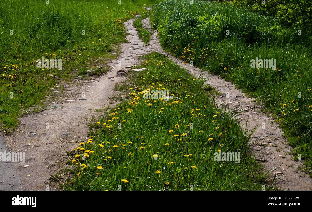 Two paths in the woods hi-res stock photography and images - Alamy