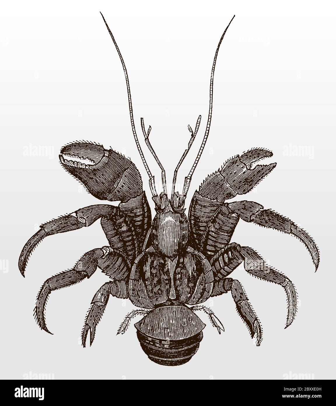 Coconut crab or palm thief, birgus latro in top view after an antique ...