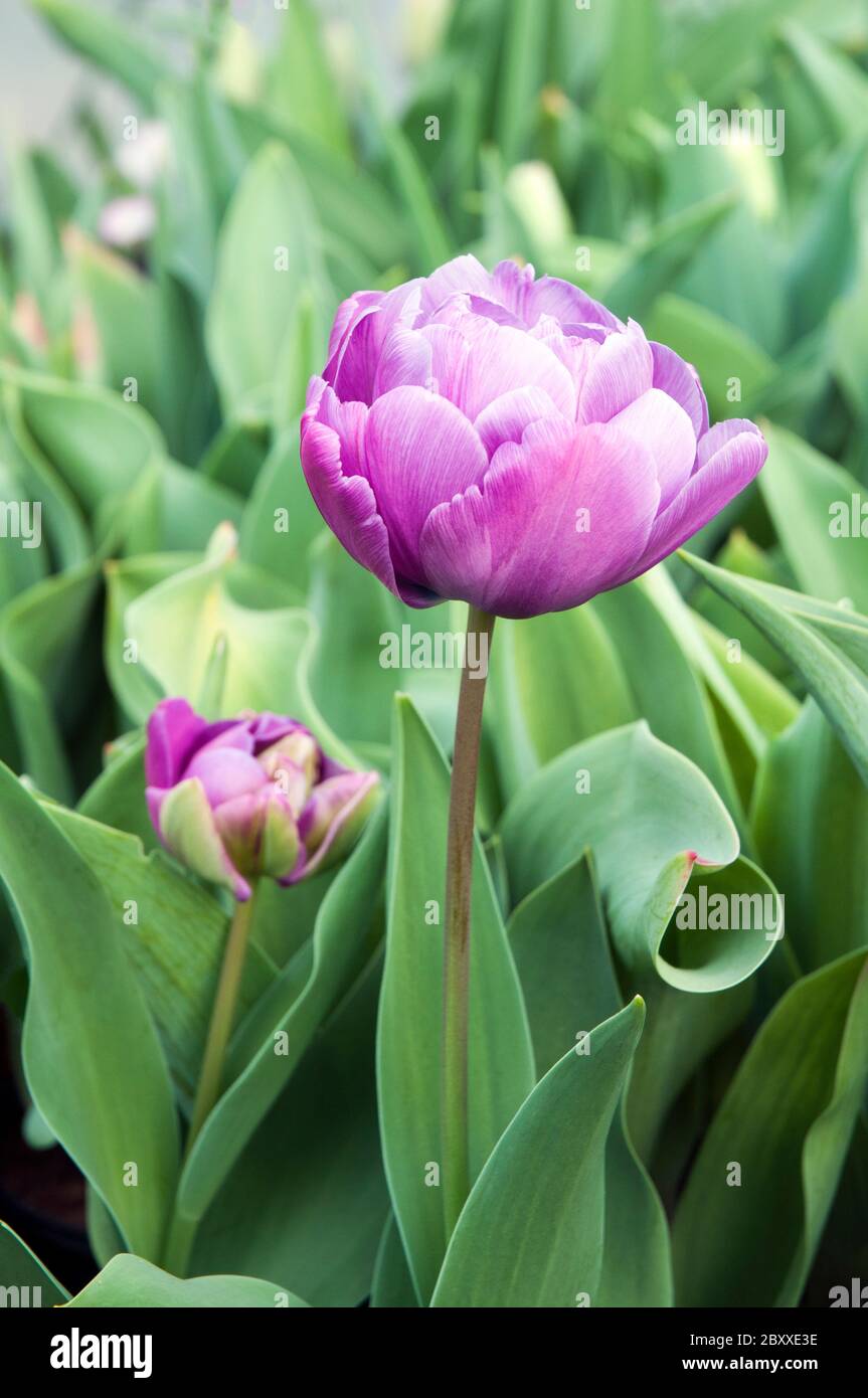 Double flowering peony hi-res stock photography and images - Alamy