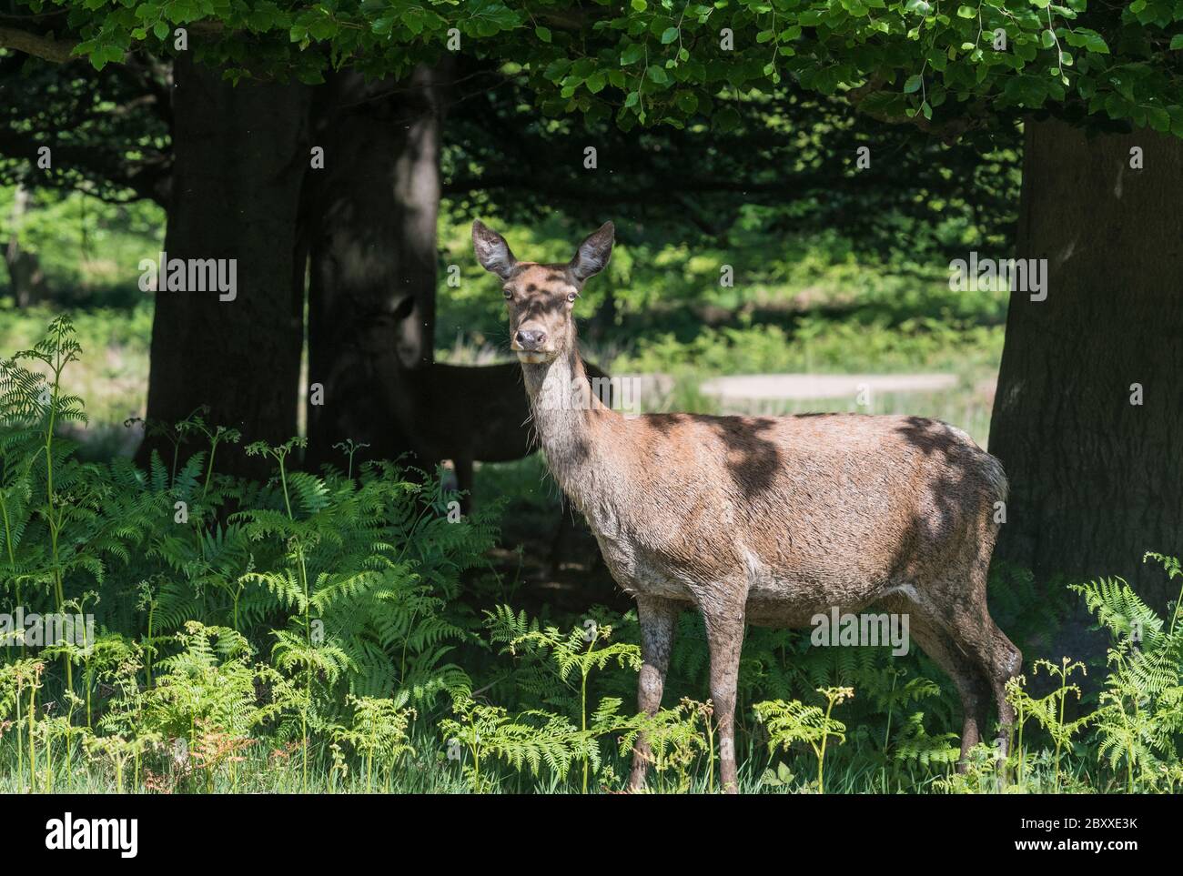 Standing female Red Deer (Cervus elaphus Stock Photo - Alamy