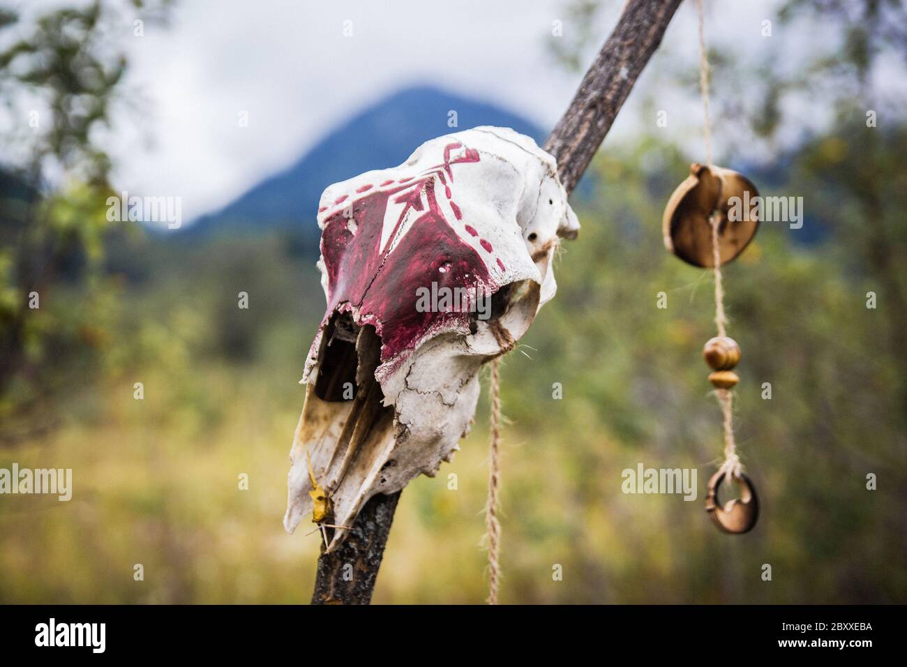 Red color painted animal scull on wooden triangle outdoor. Black magic ...