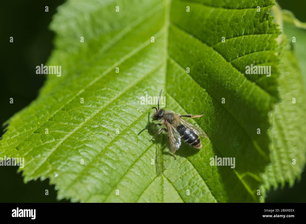 Andrena species hi-res stock photography and images - Alamy