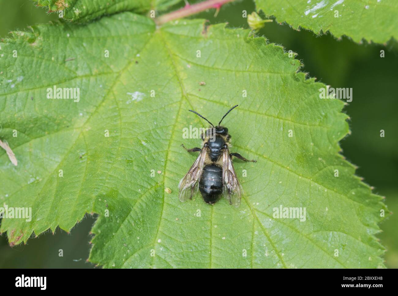 Andrena species hi-res stock photography and images - Alamy