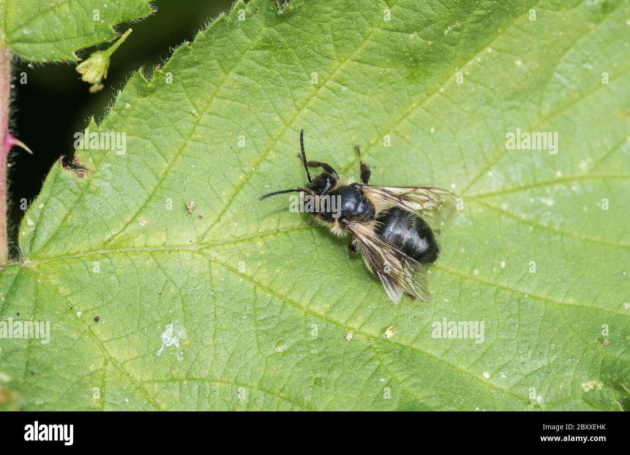Mining Bee (Andrena species) resting on a leaf Stock Photo - Alamy