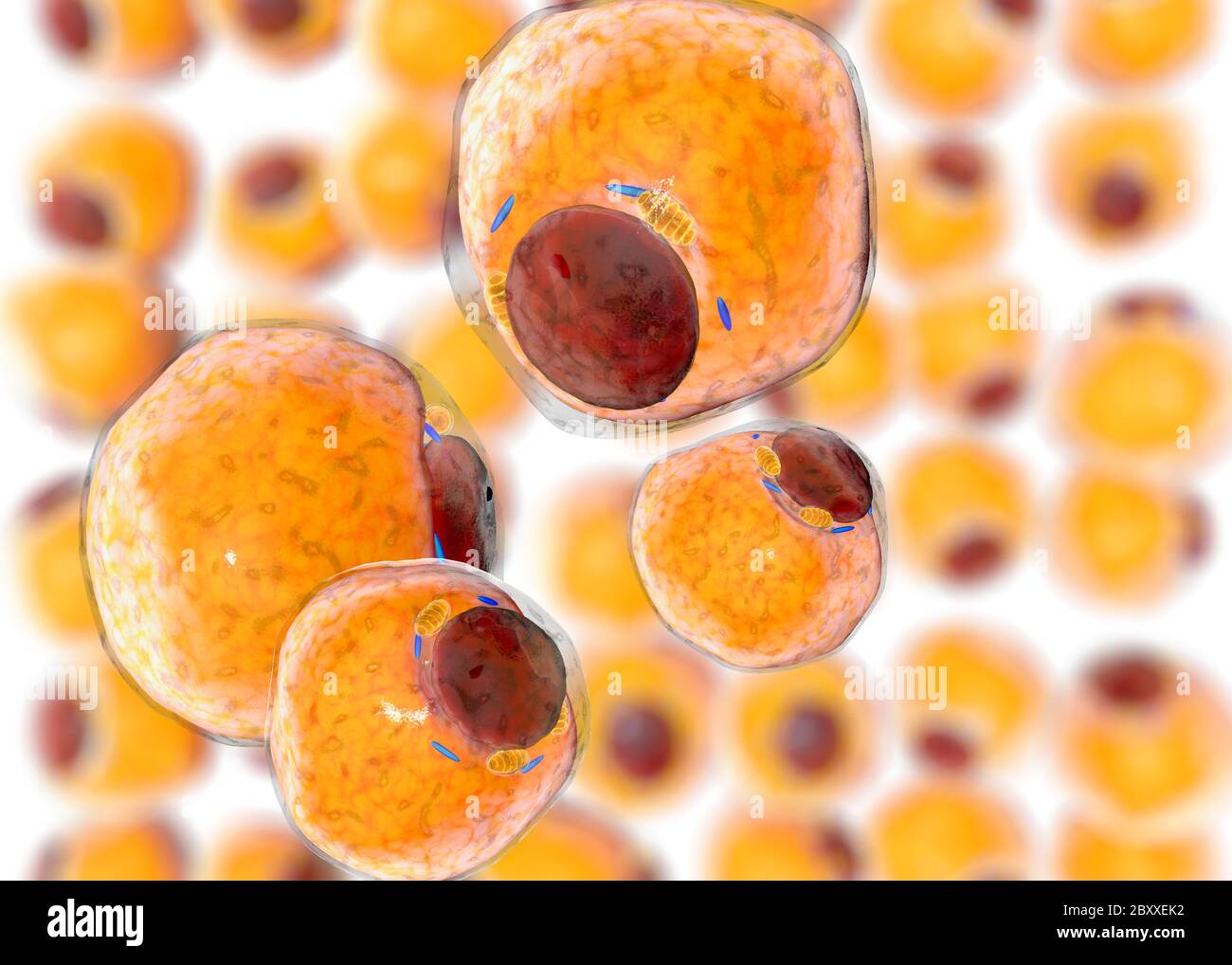 Adipose tissue hi-res stock photography and images - Alamy