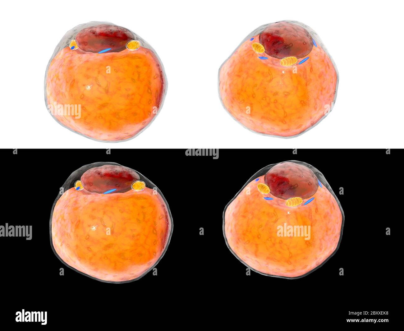 Fat Cells from adipose tissue. adipocytes. inside human organism ...