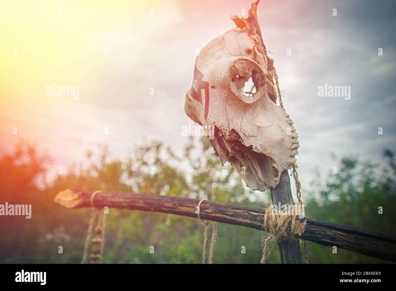 Red color painted animal scull on wooden triangle outdoor. Black magic ...