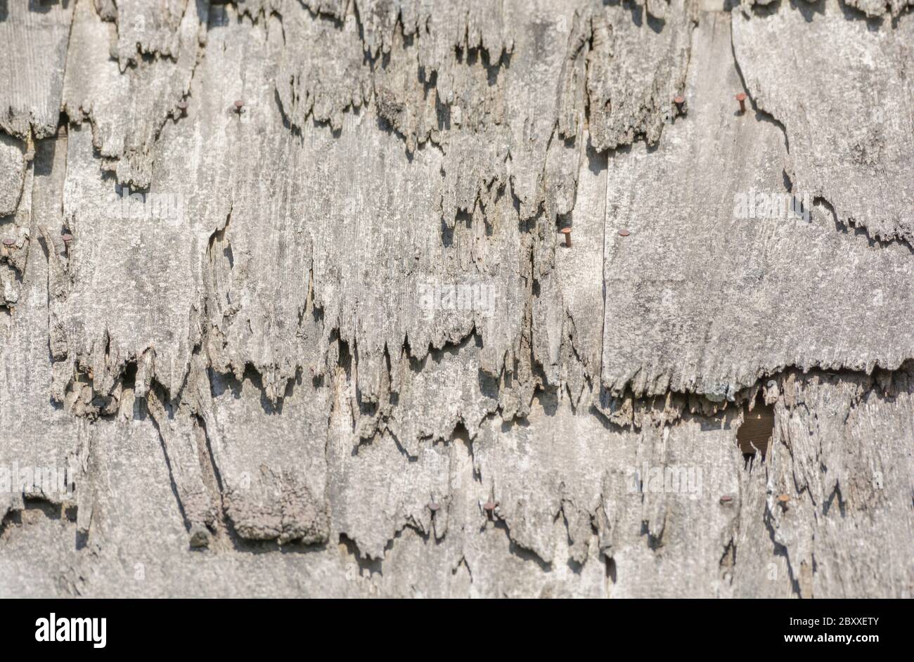 Wind and rain damaged old wood shingle / wood shake roof in poor repair ...