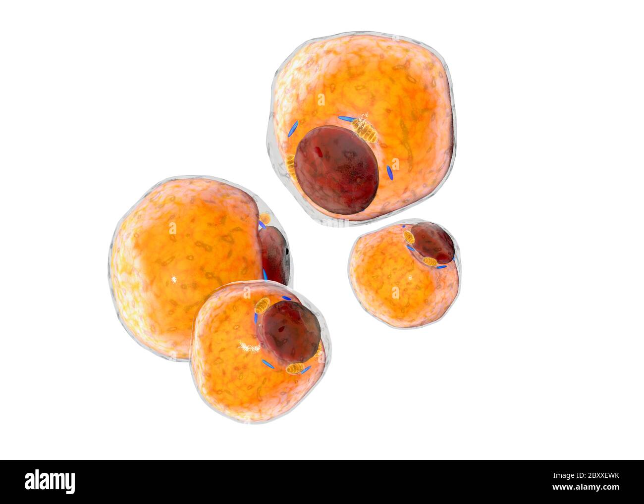 Fat Cells from adipose tissue. adipocytes. inside human organism ...