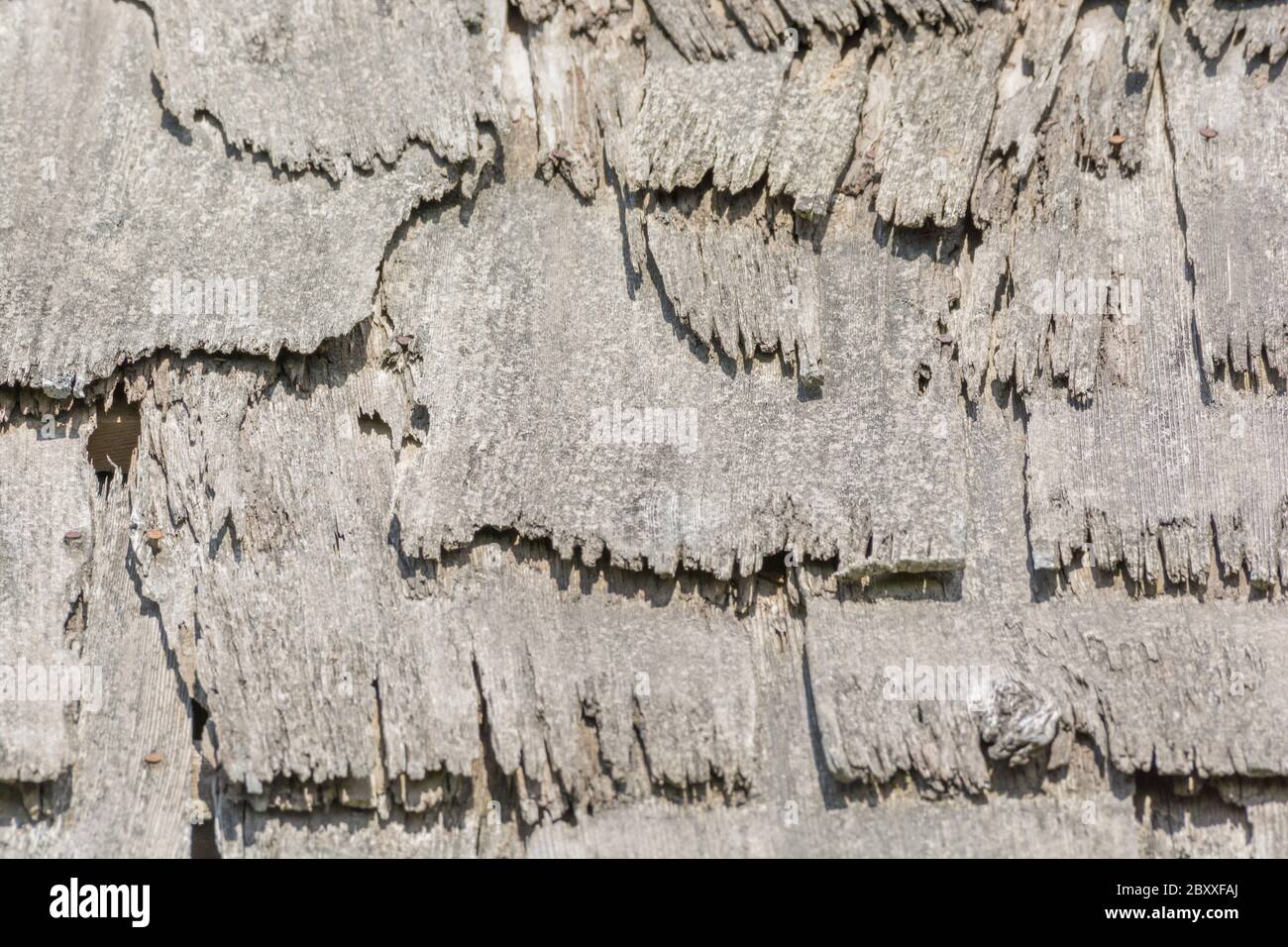 Wind and rain damaged old wood shingle / wood shake roof in poor repair ...