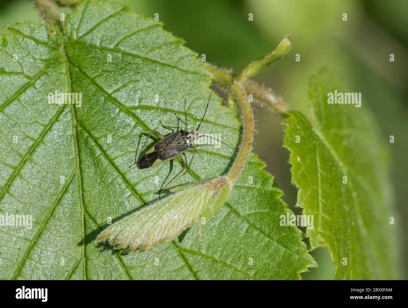 Capsid Bug Mirid High Resolution Stock Photography and Images - Alamy