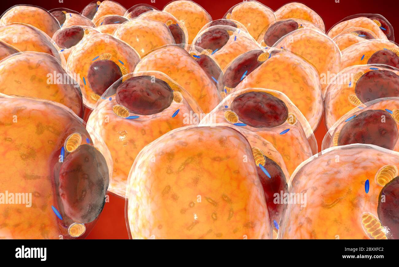 Fat Cells from adipose tissue. adipocytes. inside human organism Stock ...