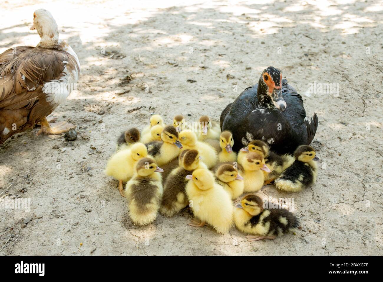 Mother duck with her ducklings. There are many ducklings following the ...