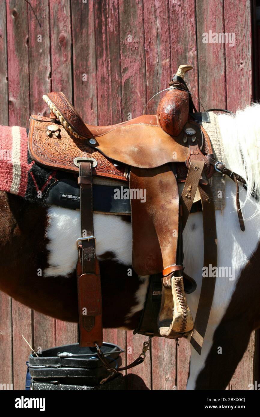 Saddled horse hi-res stock photography and images - Alamy