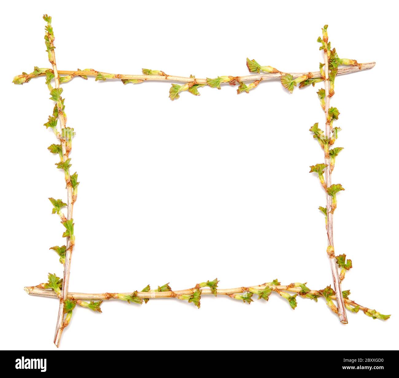 Botanic frame Cut Out Stock Images & Pictures - Alamy