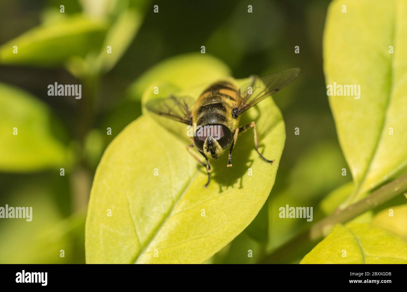Batman Hoverfly (Myathropa florea Stock Photo - Alamy