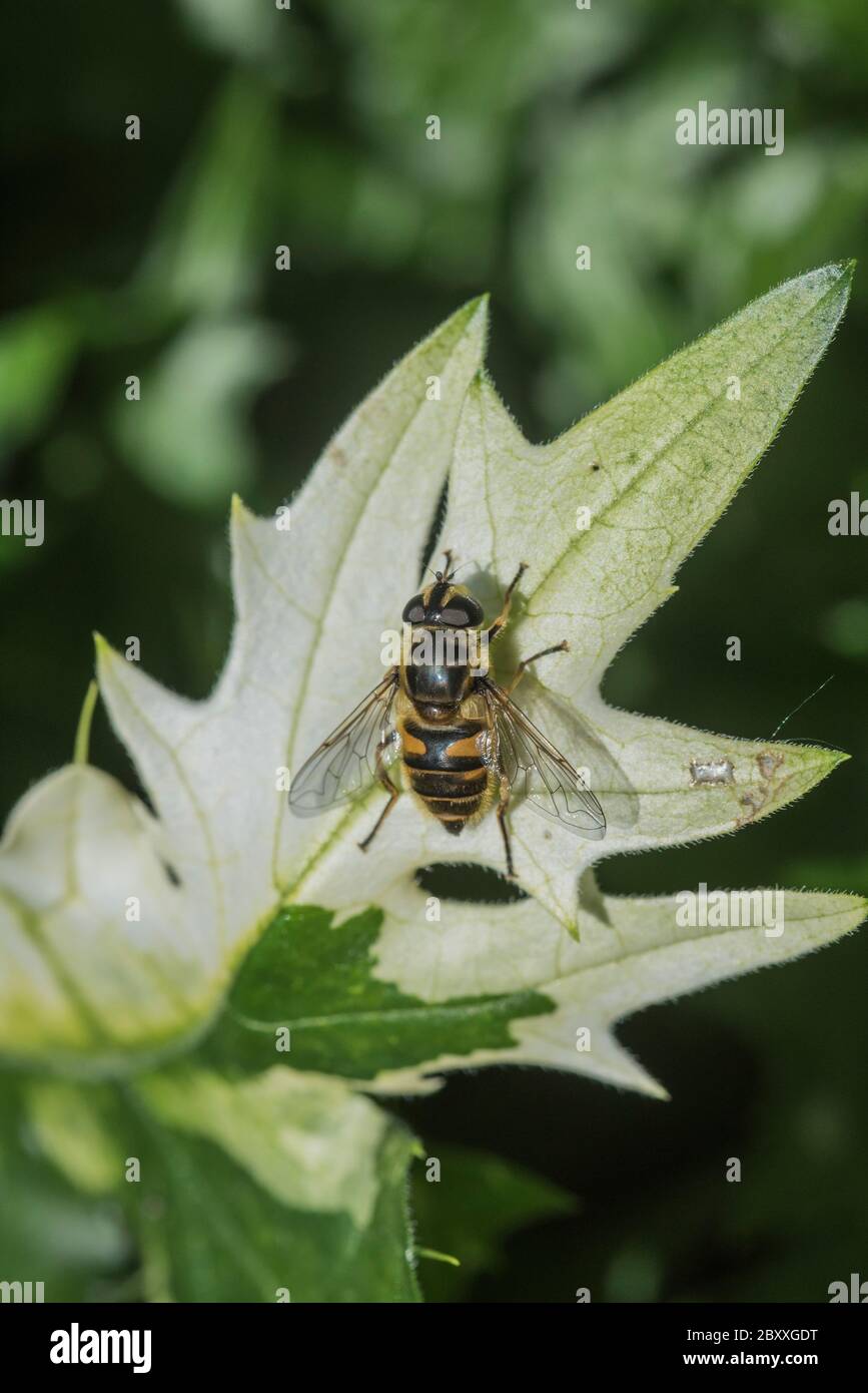 The Batman Hoverfly (Myathropa florea Stock Photo - Alamy