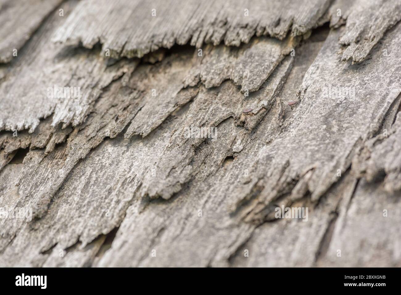 Wood needs replacing hi-res stock photography and images - Alamy