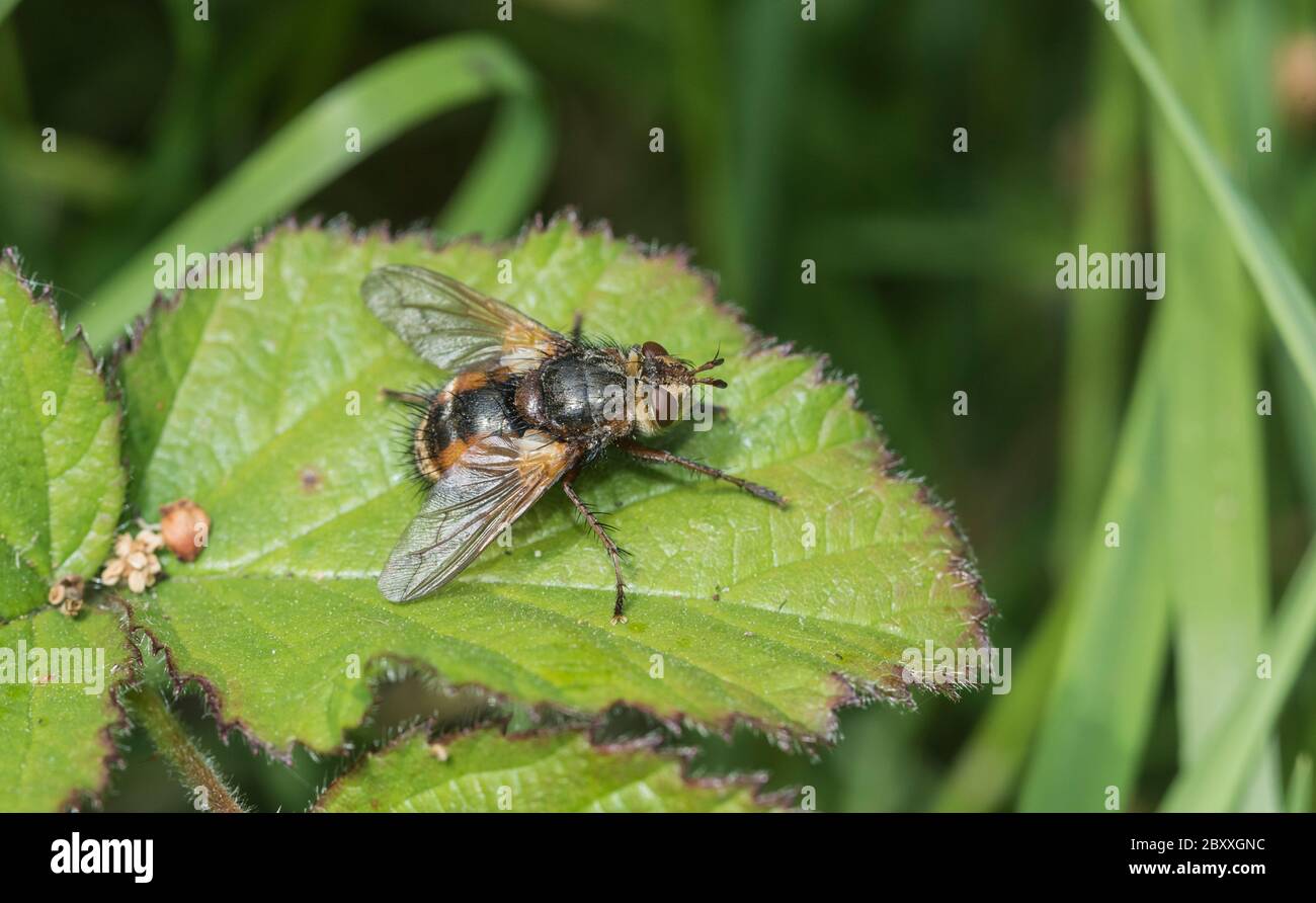 Tachina tachinidae hi-res stock photography and images - Alamy