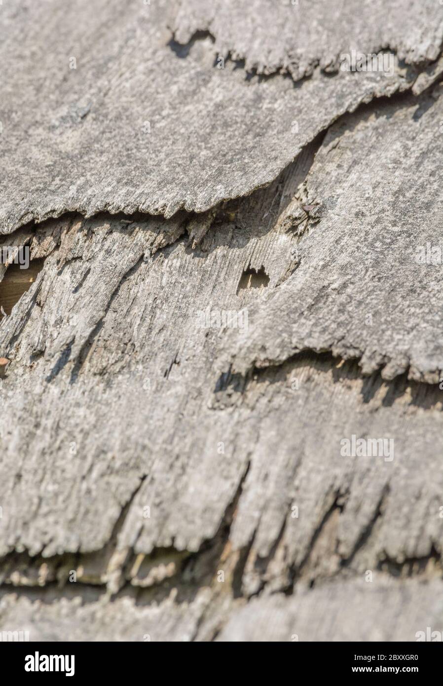 Wind and rain damaged old wood shingle / wood shake roof in poor repair ...