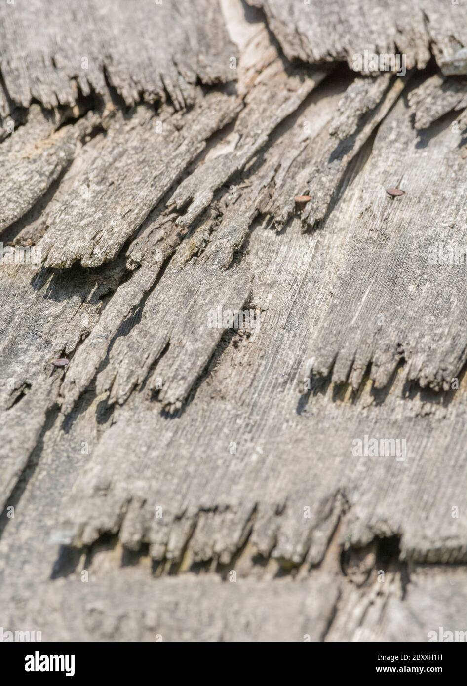 Wind and rain damaged old wood shingle / wood shake roof in poor repair ...