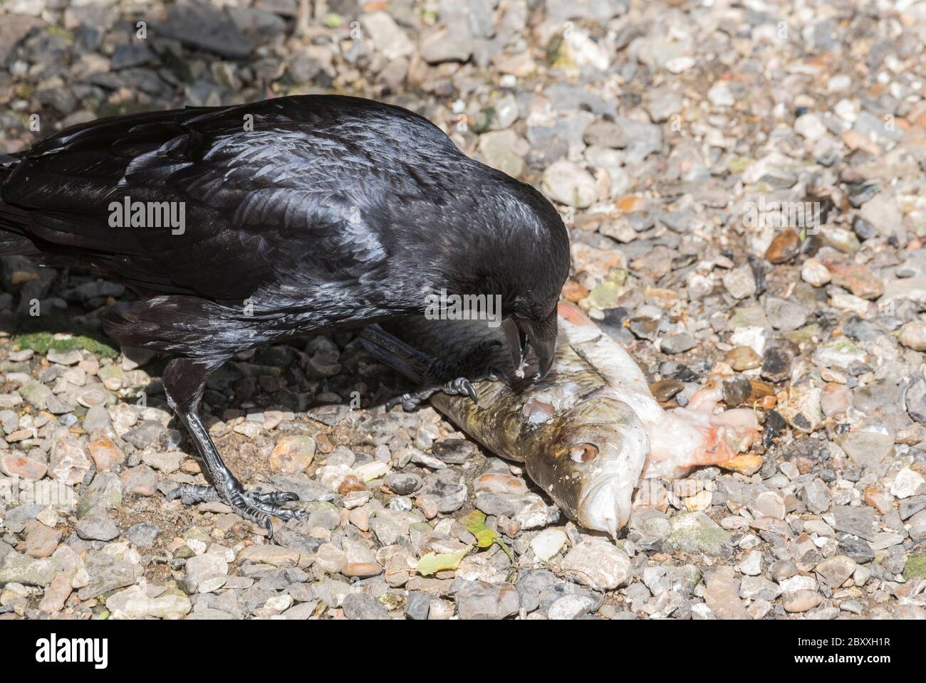 Corvus corone eating hi-res stock photography and images - Alamy