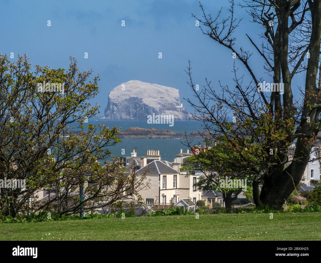 View of the Bass Rock gannet colony through a gap in trees from the ...