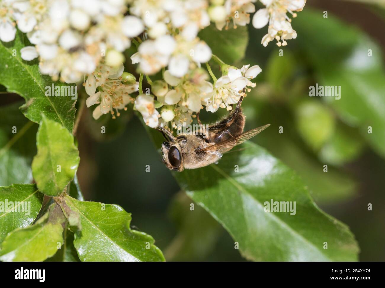 The hoverfly Eristalis tenax Stock Photo - Alamy
