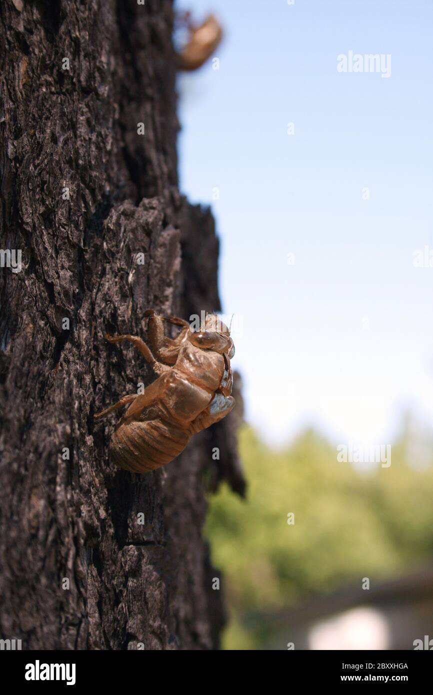 Cicada Shell on a tree with blue sky Stock Photo - Alamy