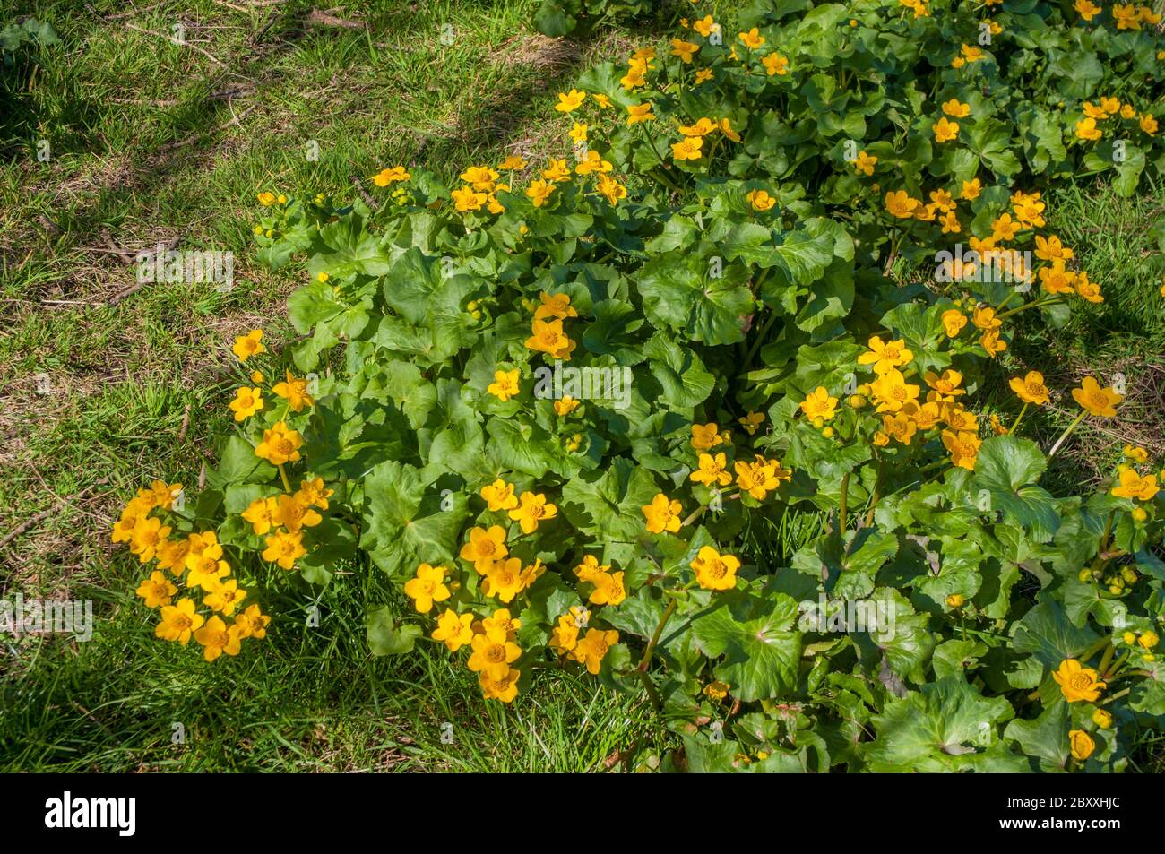 Kidney shaped leaves hi-res stock photography and images - Alamy