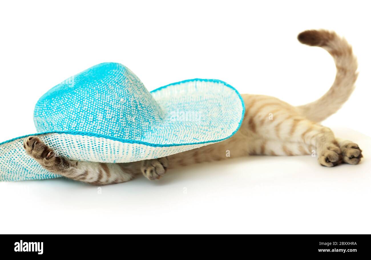 cat in blue straw hat Stock Photo - Alamy