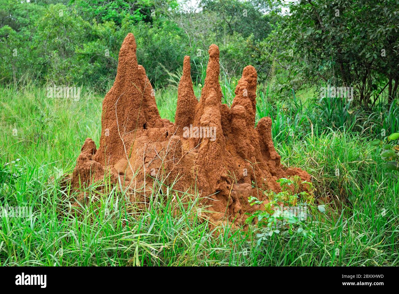 Big termite mound in Northern Uganda Stock Photo - Alamy