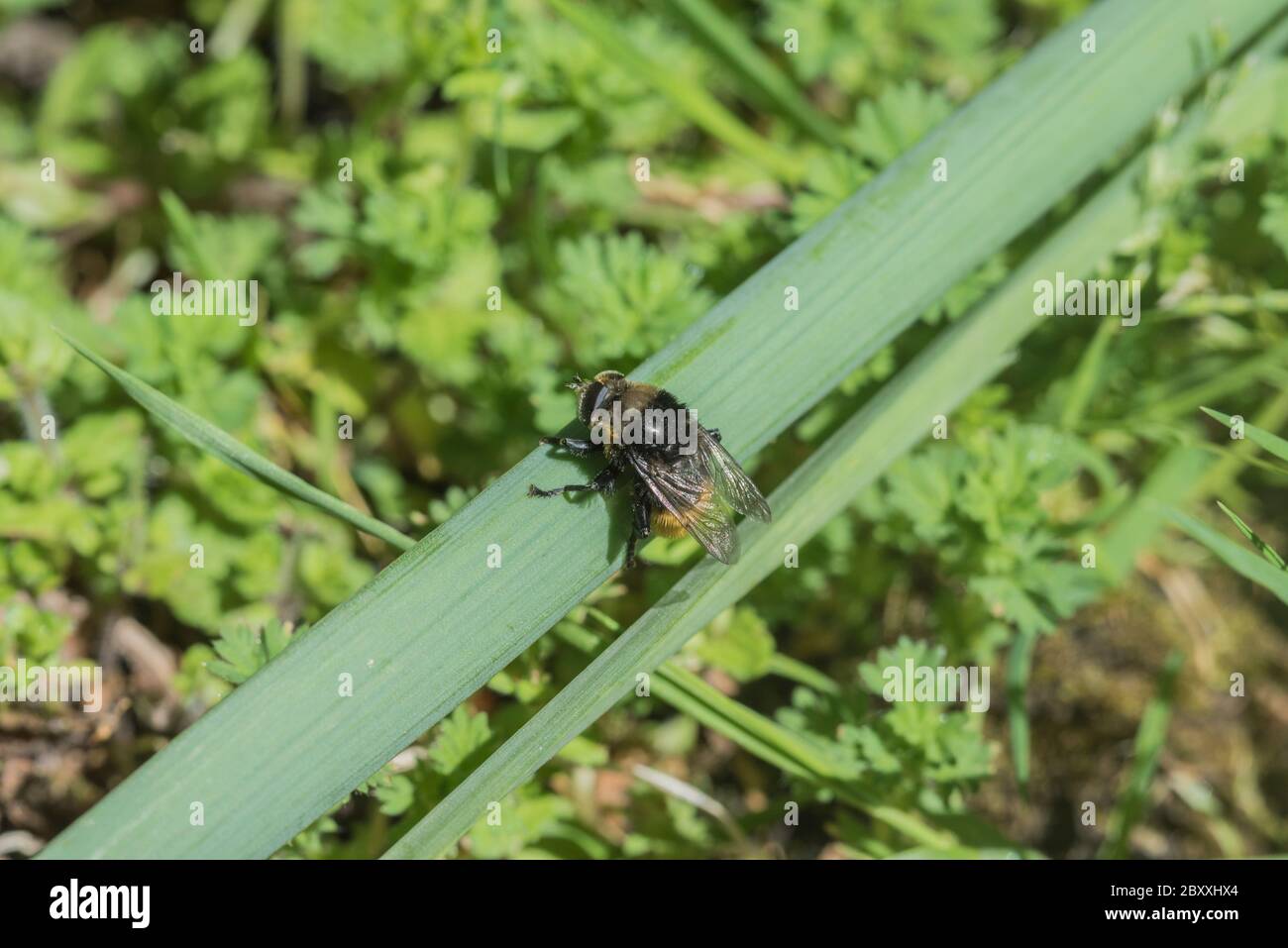Narcissus Bulb Fly (Merodon equestris), a bumble bee mimic hoverfly ...