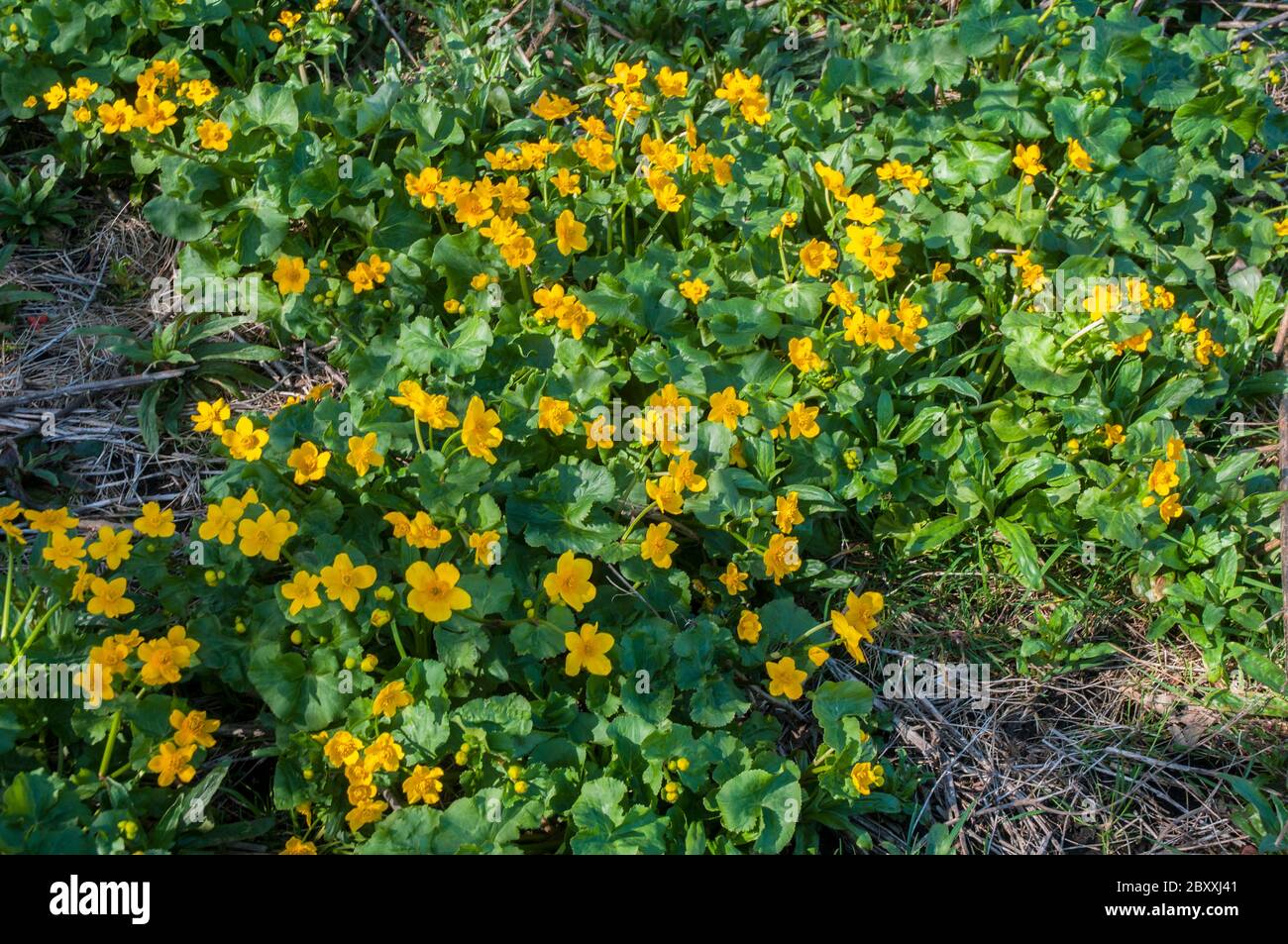 Creeping Buttercup Ground Cover