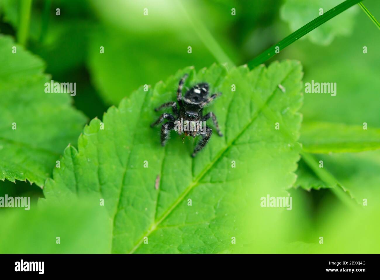 Metallic jumping spider hi-res stock photography and images - Alamy