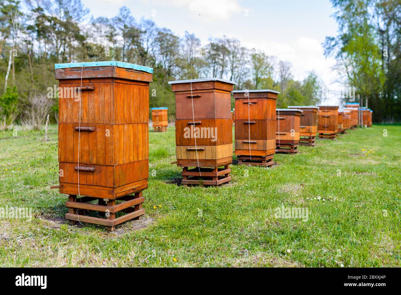 Beehives in apiary near forest. Bio Honey Production and Beekeeping ...