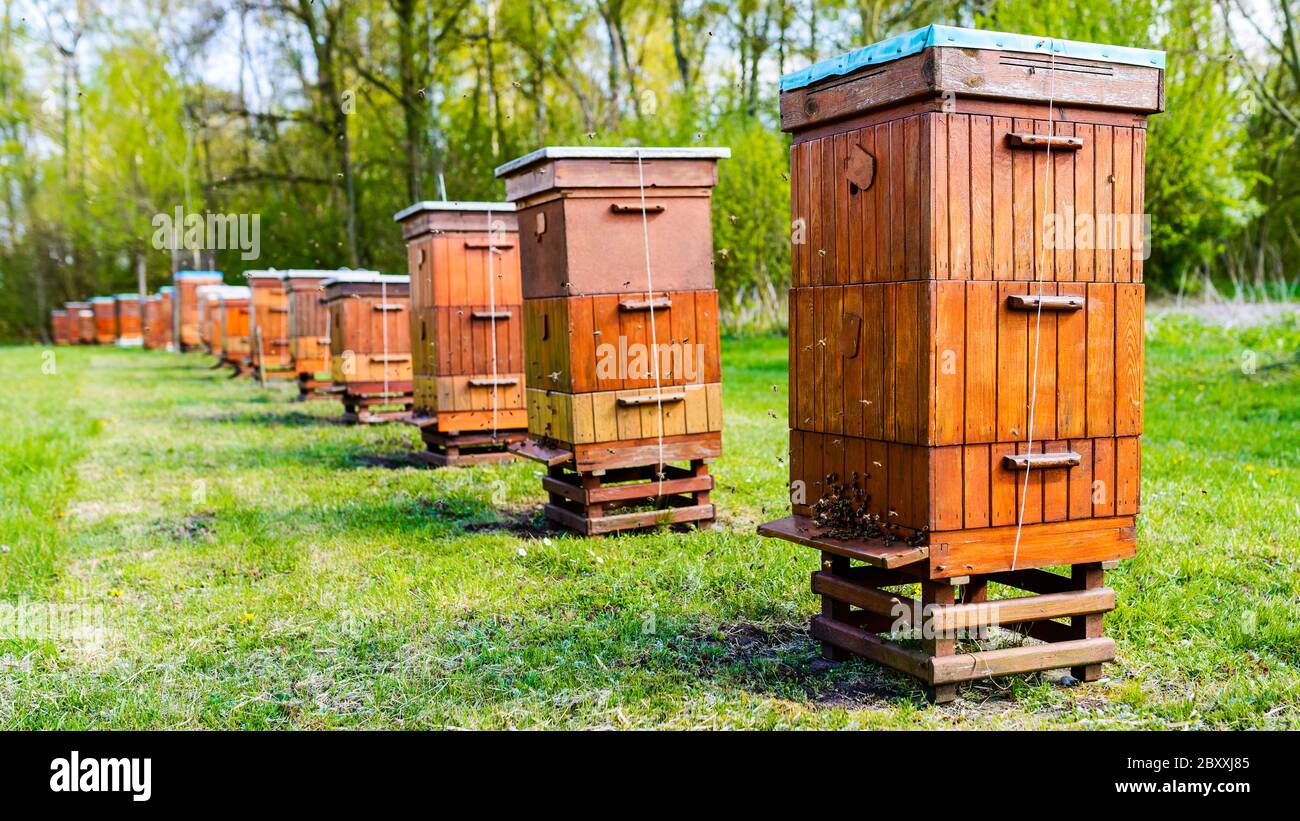 Beehives in apiary near forest. Bio Honey Production and Beekeeping ...