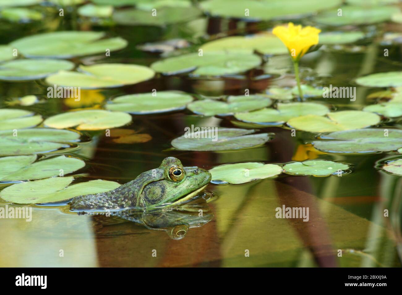 A Green bullfrog in a pond with lillypads Stock Photo - Alamy