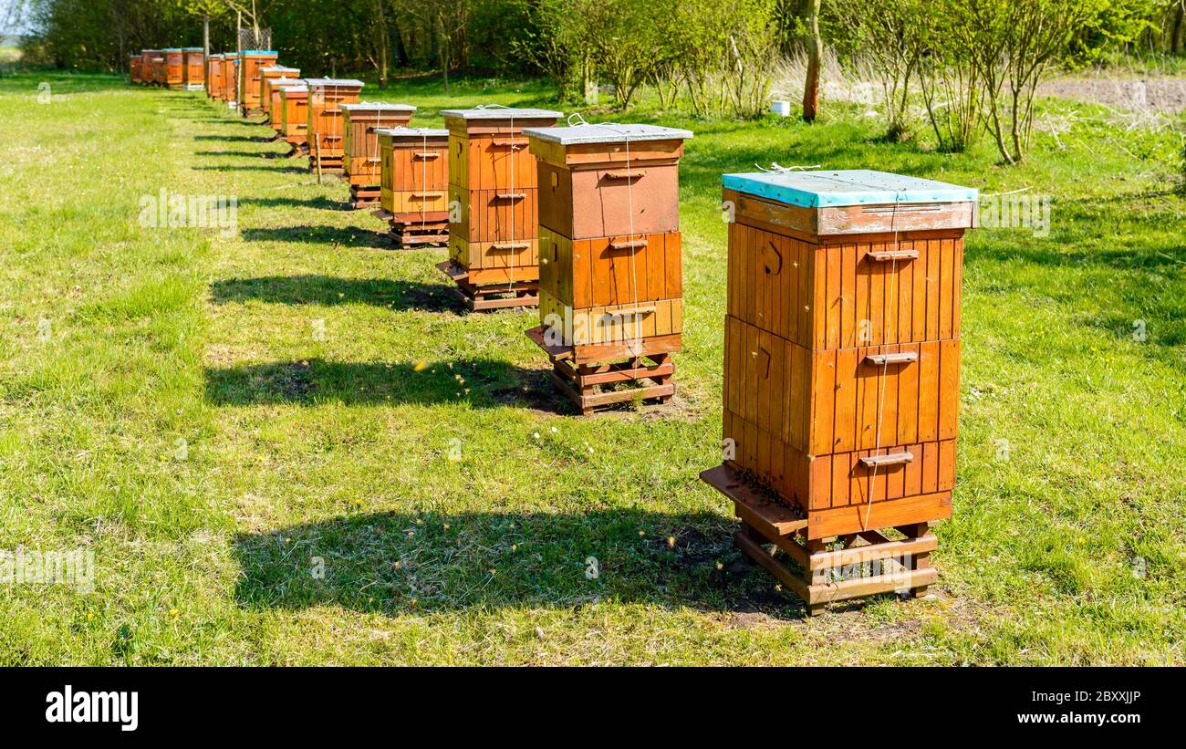 Beehives in apiary near forest. Bio Honey Production and Beekeeping ...